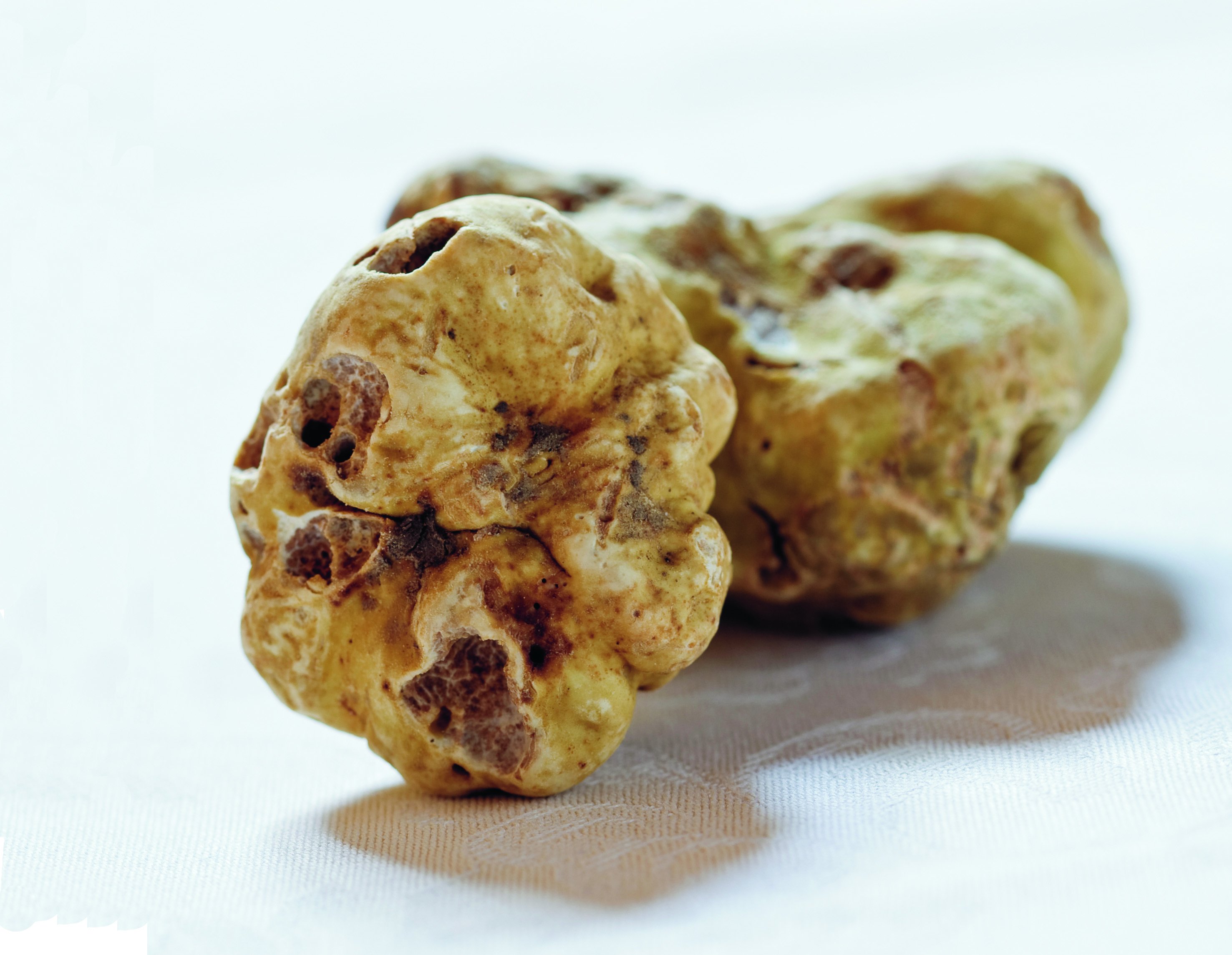 Fem fakta – om tryffel - Enjoy Wine & Spirits